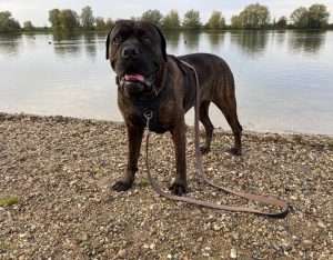 The Cane Corso Mix: 13 mixes with this majestic breed (with pictures ...