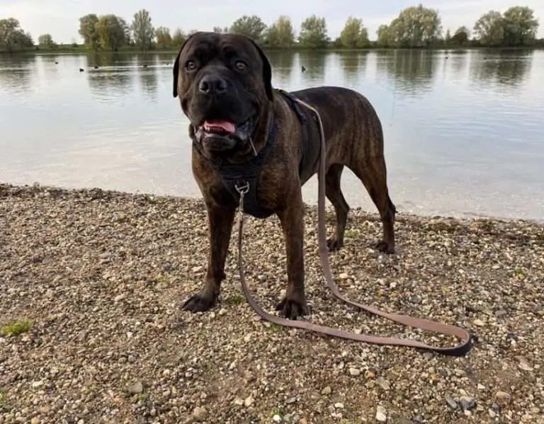 The Cane Corso Mix: 13 mixes with this majestic breed (with pictures ...