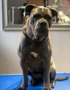 The Cane Corso Mix: 13 mixes with this majestic breed (with pictures ...