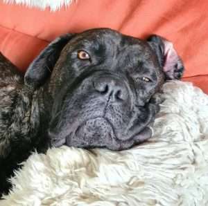 The Cane Corso Mix: 13 mixes with this majestic breed (with pictures ...