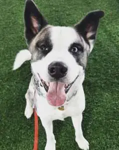 The Cane Corso Mix: 13 mixes with this majestic breed (with pictures ...