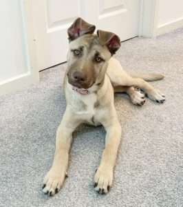 The Cane Corso Mix: 13 mixes with this majestic breed (with pictures ...