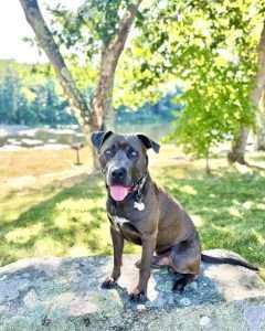 The Cane Corso Mix: 13 mixes with this majestic breed (with pictures ...