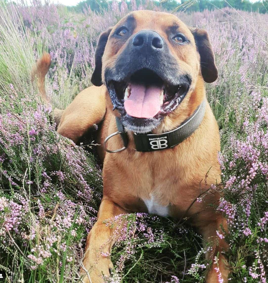 The Cane Corso Mix: 13 mixes with this majestic breed (with pictures ...