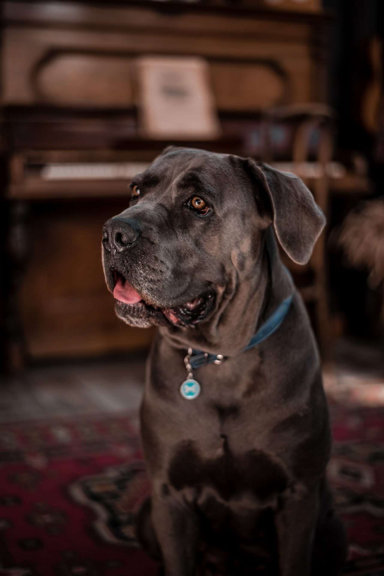 The Cane Corso Temperament & Personality