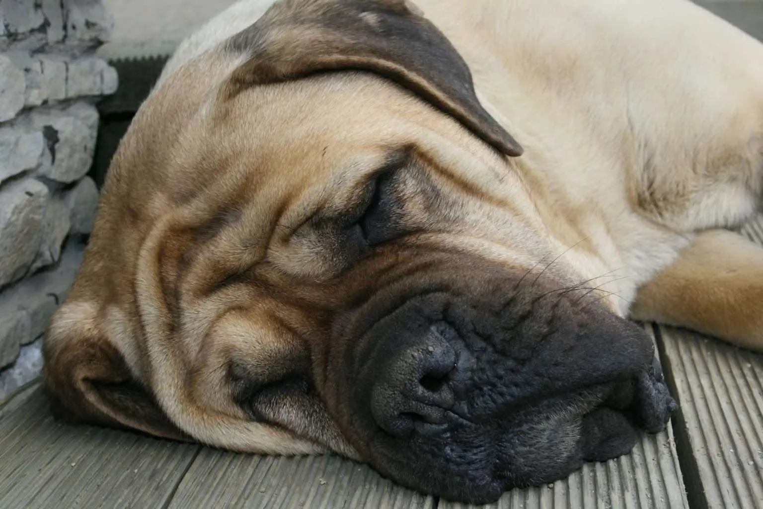 119 Quirky & Fun English Mastiff Names