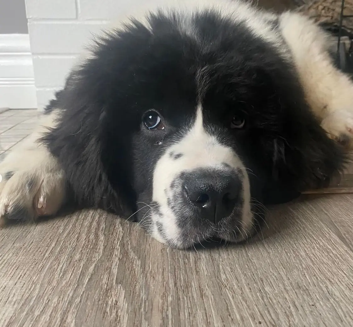 Newfoundland Dog Mixes - 11 Stunning Newfie Mixes - Paw Planning