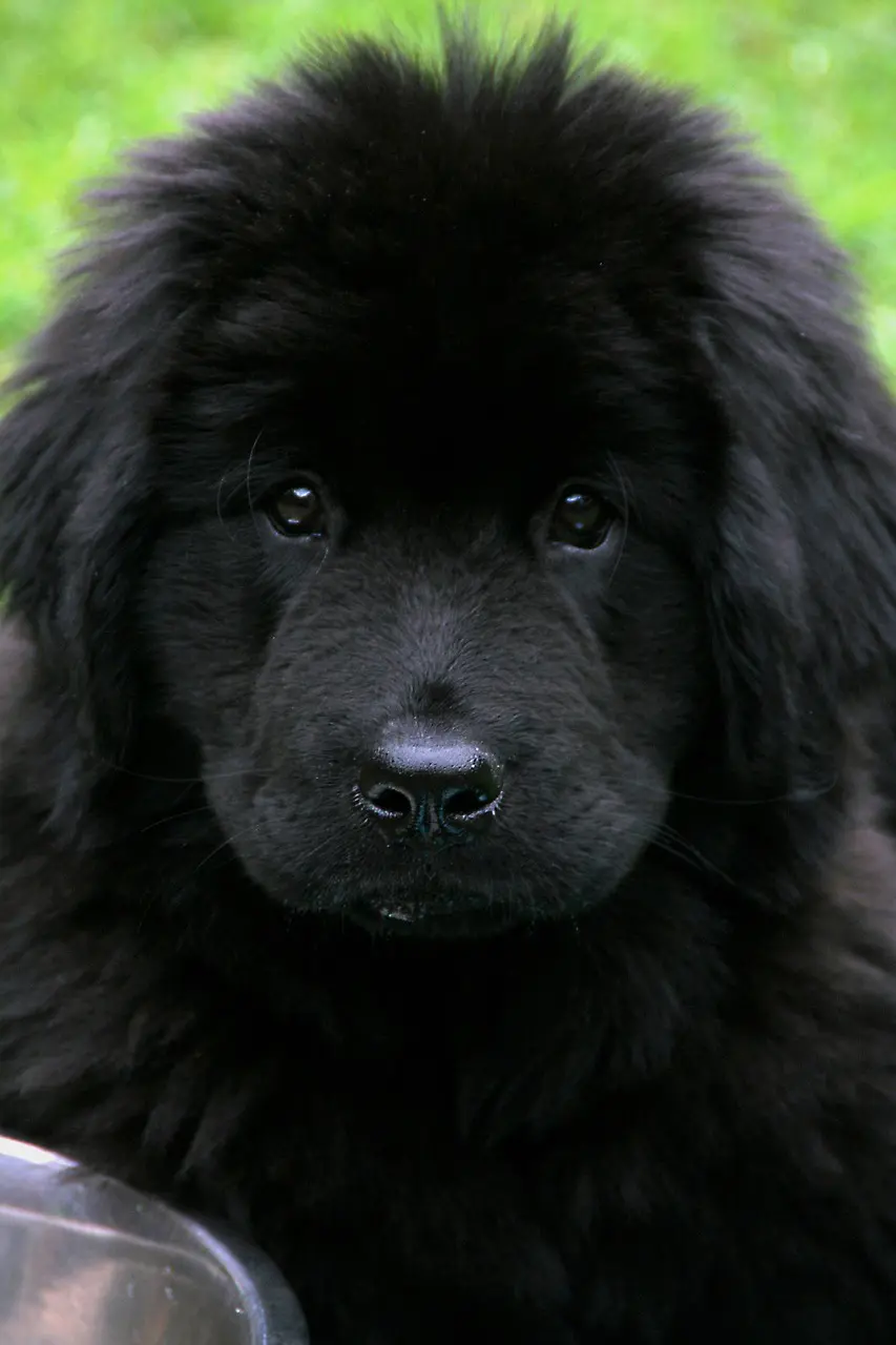 Newfoundland Dog Colours | (10 Minute Read)