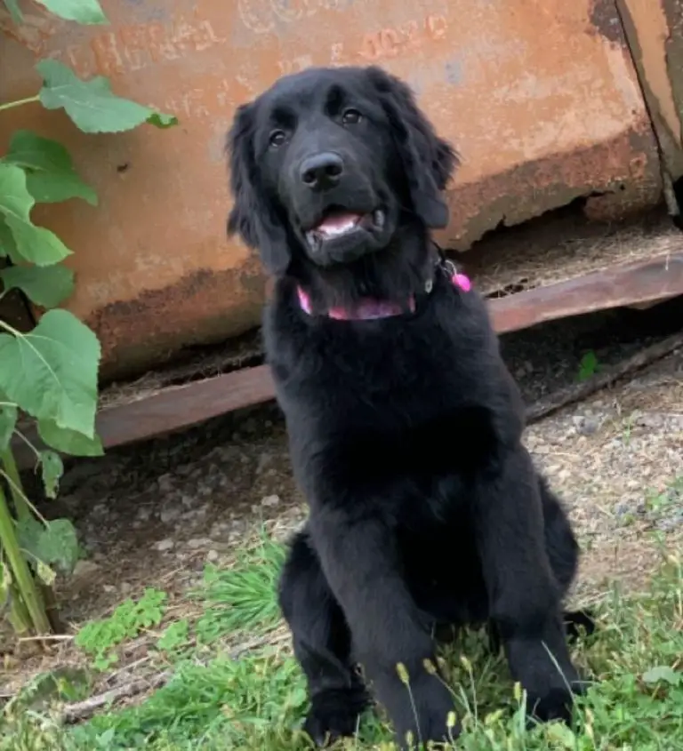 Newfoundland Dog Mixes - 11 Stunning Newfie Mixes - Paw Planning