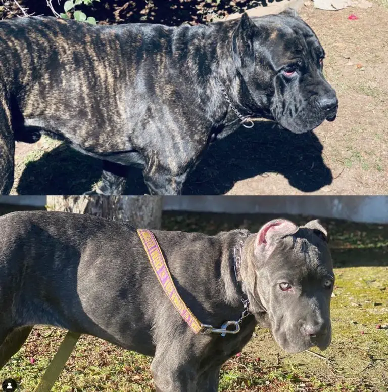 The Cane Corso Neapolitan Mastiff : Overview