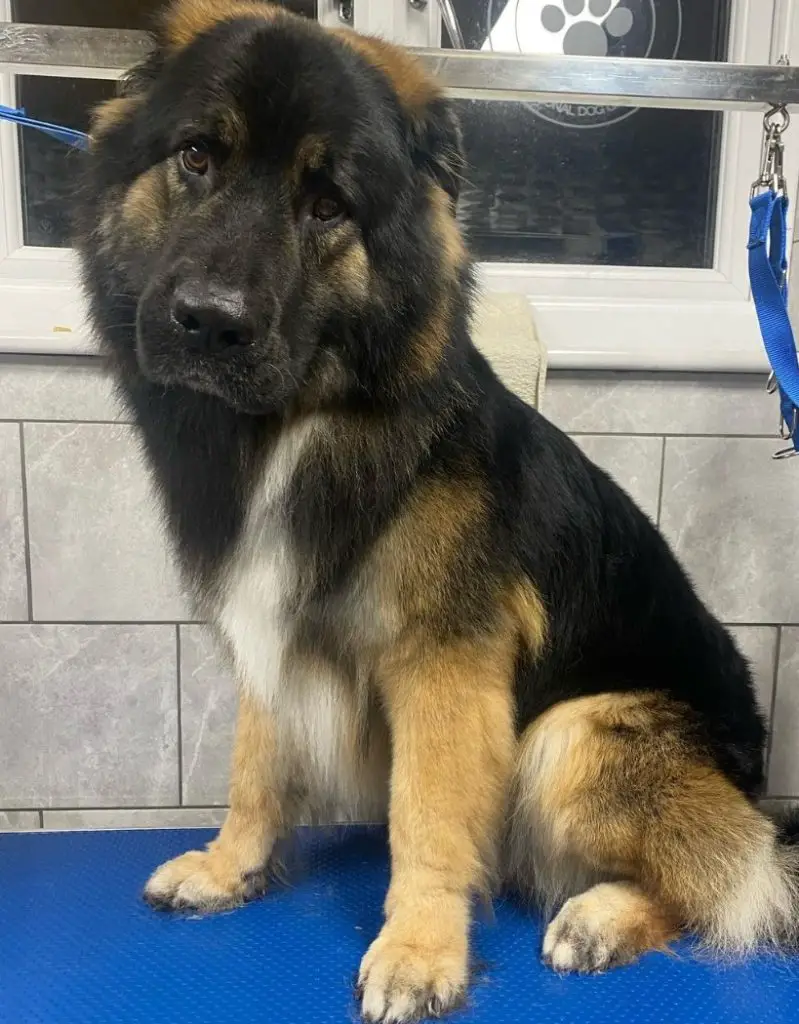 Newfoundland Dog Mixes - 11 Stunning Newfie Mixes - Paw Planning