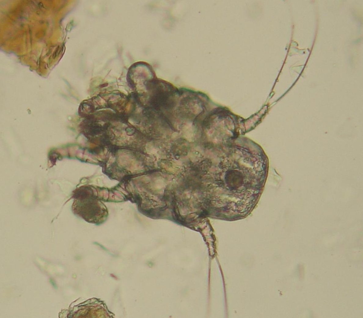 How To Get Rid of Dog Mites | Paw Planning