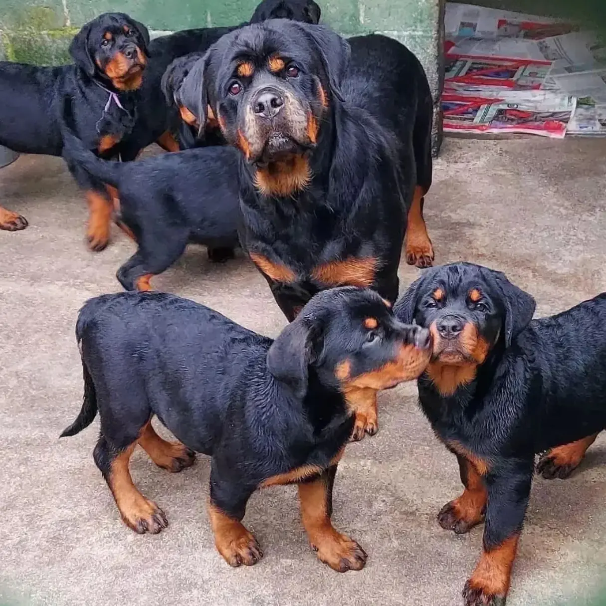 Different Rottweiler Types & Their Differences