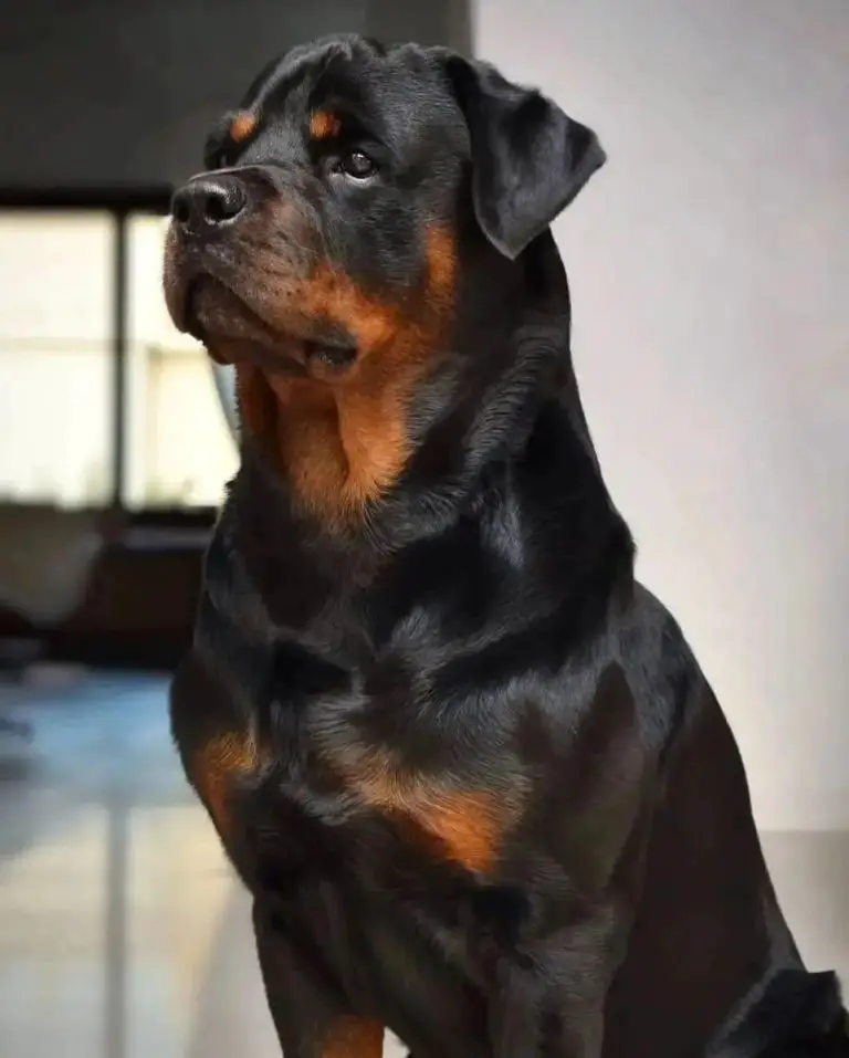 Different Rottweiler Types & Their Differences