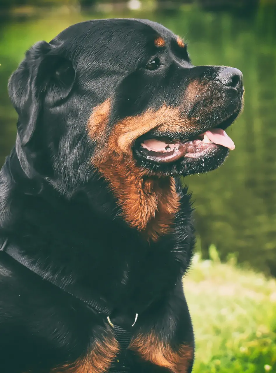 Different Rottweiler Types & Their Differences