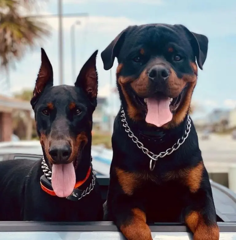 12 Rottweiler Mixes That Will Leave You Breathless