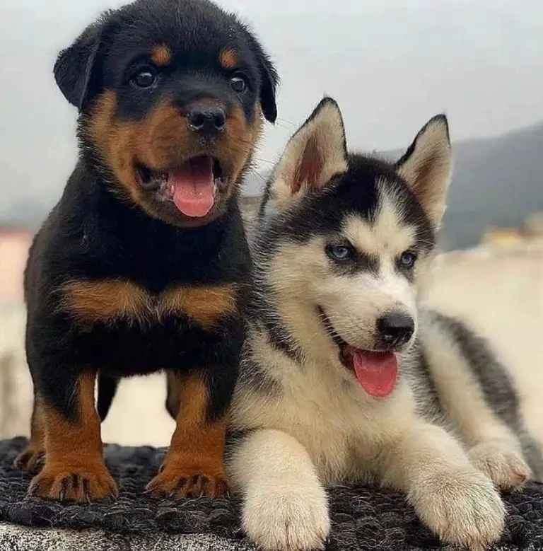 12 Rottweiler Mixes That Will Leave You Breathless
