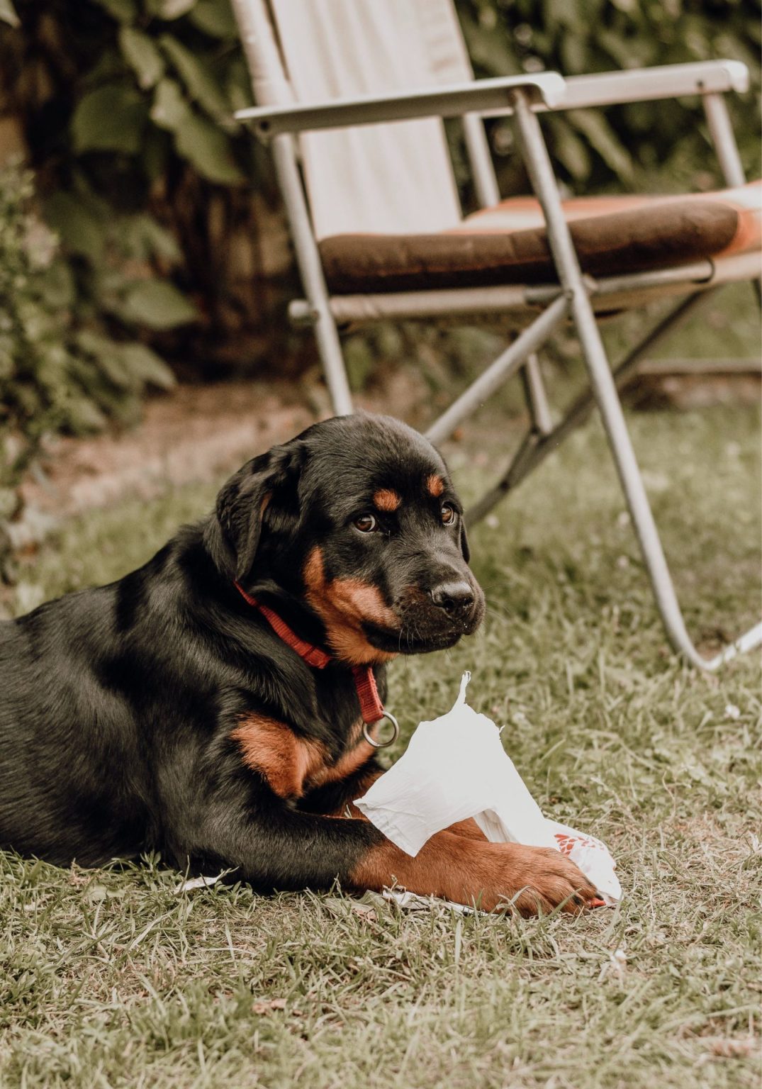 Rottweiler Temperament & Personality Traits - Paw Planning