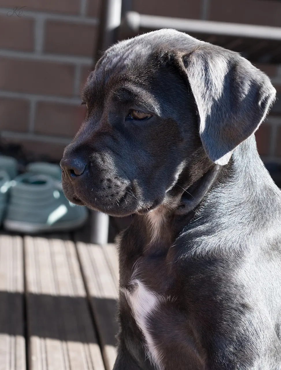 From Paws To Power: The Cane Corso Growth Chart - Paw Planning